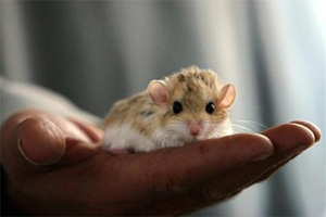Japan scientists make see-through mice - Lifestyle News | The Financial ...