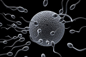 Poor semen quality linked to hypertension, heart disease - Lifestyle ...