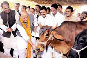 Narendra Modi-led BJP govt says to push for cow slaughter ban in India ...