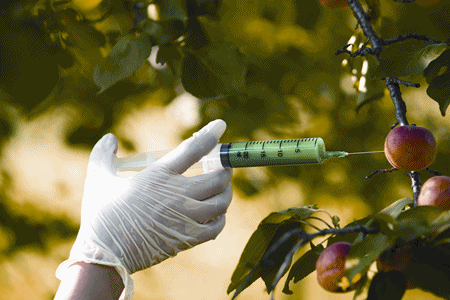 Consuming genetically modified food - India News | The Financial Express