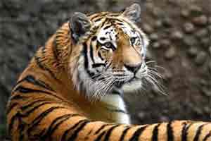 Still losing tigers: What the numbers really say - India News | The ...