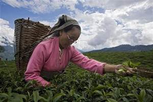 Tempest over tea: e-auctions trigger protest; here’s why - Economy News ...