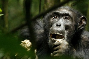 How a touch screen helped a paralysed chimp walk again - Science News ...