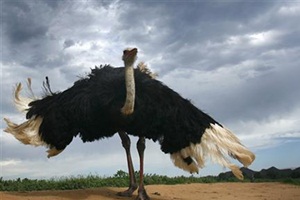 Ostrich relative identified from 50-million-year-old fossil - Science ...