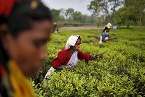 Tea production saw 3 pc growth: Government - Commodities News | The ...