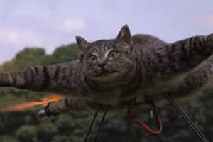 Meet the man who turned his dead cat into a drone, and now runs an ...