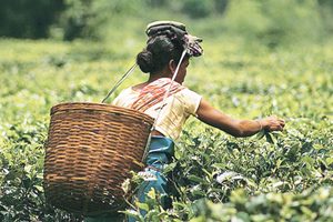 Ready to suspend trade with Pakistan if asked: Tea association ...