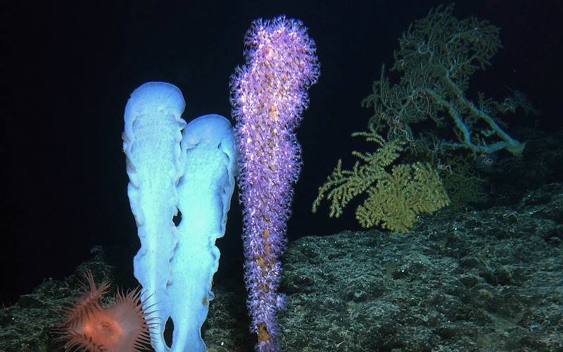 Deep Sea Volcano: Check out incredible photos of unexplored deep-sea ...