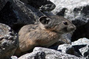 New species of pika found in Sikkim - Science News | The Financial Express