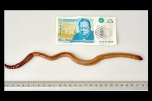 ‘Dave’, largest ever ‘giant’ earthworm goes viral; £5 note powers up ...