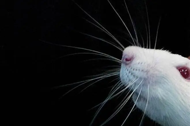 ‘Glow-in-the-dark mice brings next-gen gene therapies closer’ - Science ...