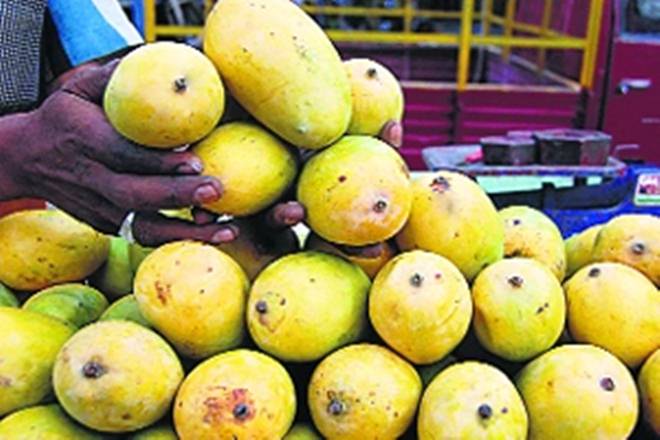 Mango exports set to rise 10% this season - Commodities News | The ...