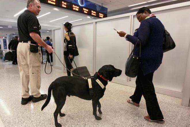 Hero dog takes bullet meant for police officer in US - World News | The ...