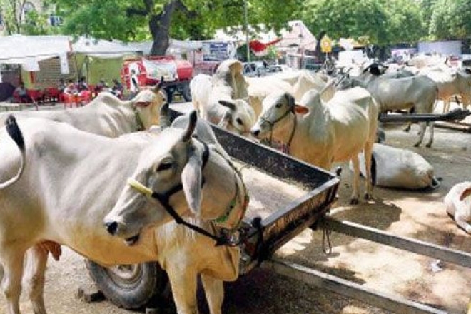 Cattle slaughter ban: Apeda chairman DK Singh says new rules may hit ...