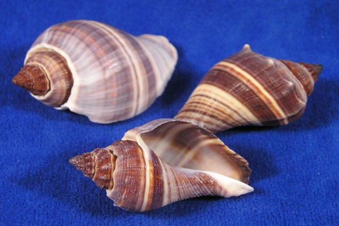 Conch shells may inspire gen-next helmets, body armours - Science News ...