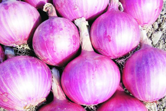 Lasalgaon market resumes onion auction after 10 days - Commodities News | The Financial Express