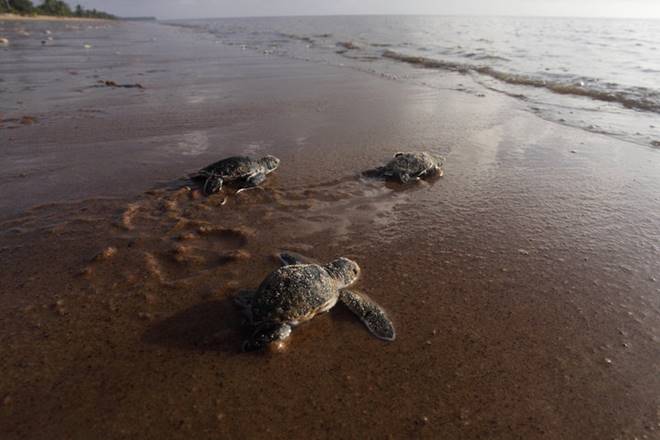 Climate change threatens sea turtle population: study - Science News ...