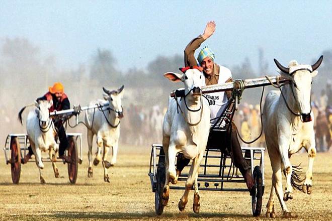 Punjab Congress MLA seeks restarting of bullock cart race in Ludhiana ...