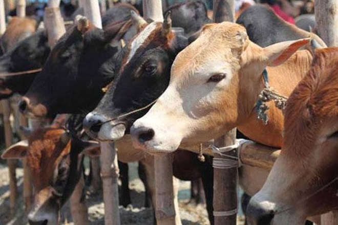 Open to suggestions on cattle slaughter notification: Government ...