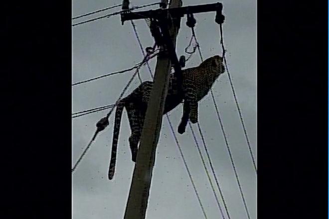 Leopard electrocuted atop 30-foot power pole; forest officials ...