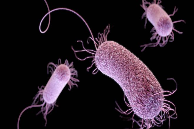 Decoded: How common superbug causes deadly infections - Lifestyle News ...