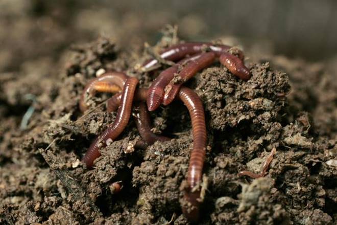 Two new species of earthworm found in Western Ghats, says scientists ...