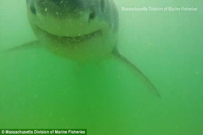 This scientist experienced JAWS moment in real life, watch SHOCKING ...