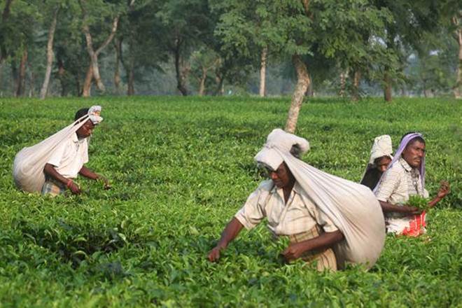 Andrew Yule to set up bought leaf factories in Assam and Bengal ...