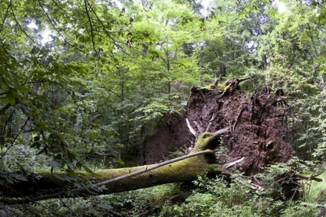 Early humans lived in Indonesian rainforests 70,000 years ago - Science ...