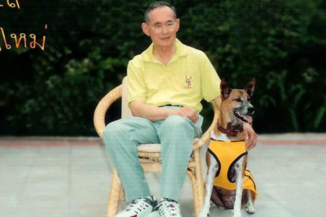 How royal dog statues are taking pride of place on Thailand’s late King ...