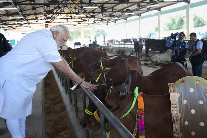 PM Narendra Modi watches live surgery on calf for removing polythene ...