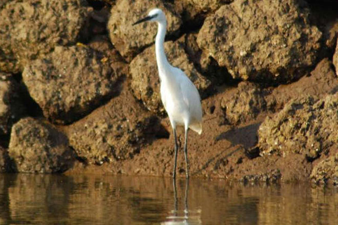 Bird-watching hotspots in Goa - Life News | The Financial Express