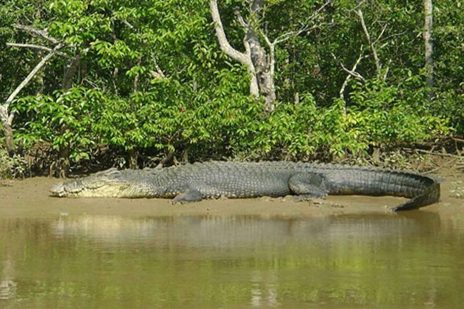 German zoo allowed children to swim with crocodiles, court bans it, but ...