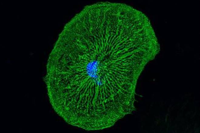 Scientists found effective method of preserving cells, tissues ...