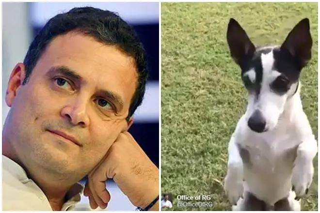 Inside track: From Rahul Gandhi’s viral pet dog video to timing of ...
