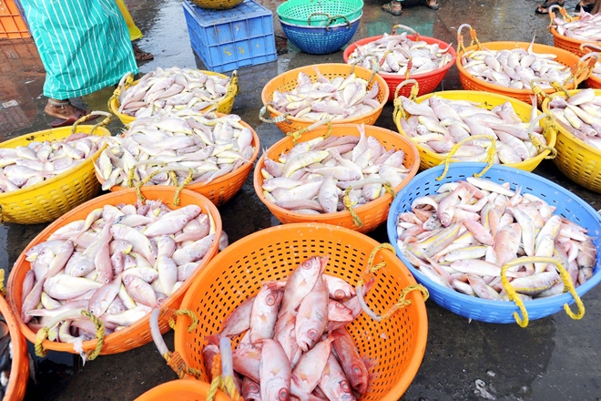 Indian seafood exports to touch Rs 40,000 cr - Economy News | The ...