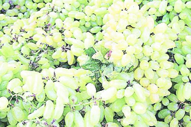 Bangladesh hikes duty on grape imports, exporters approach government ...