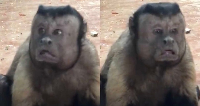 Bizarre! Monkey with a human-like face becomes a new sensation on the ...
