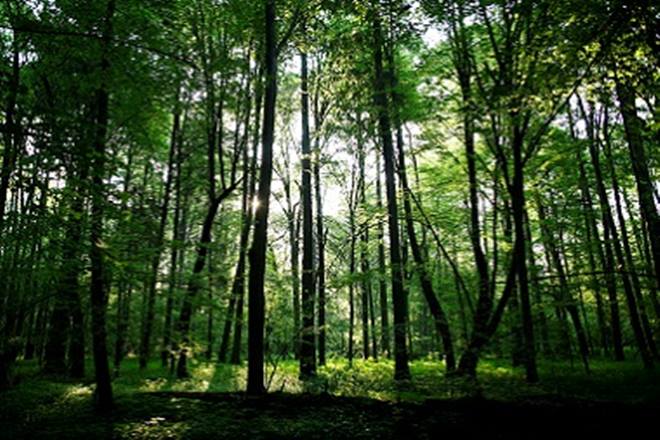 India going green! Forest cover in country grows by over 6,700 sq km in ...