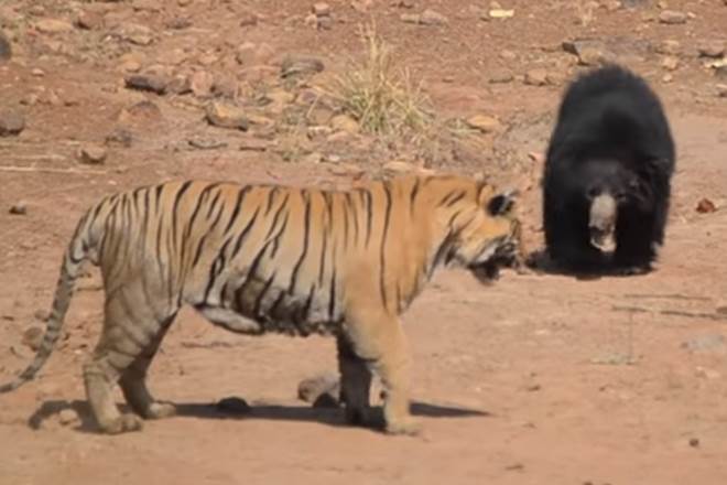 Sloth Bear Vs Tiger