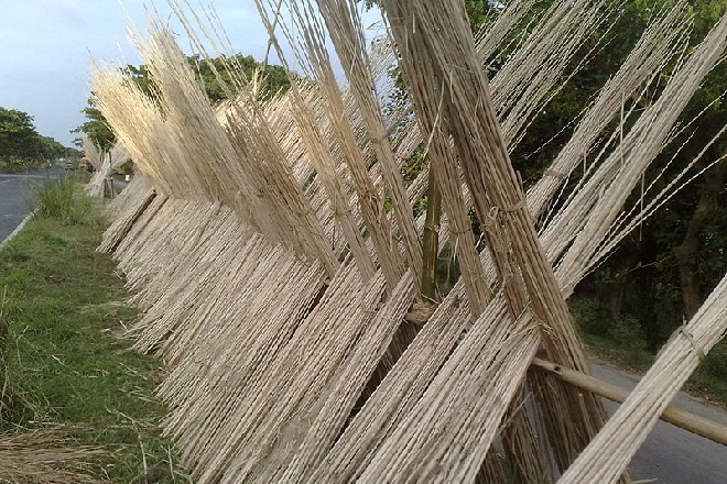 Good news for jute farmers: MSP of raw jute hiked by Rs 200 per quintal - Economy News | The ...