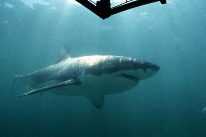 Scientists say sharks like jazz music - Science News | The Financial ...