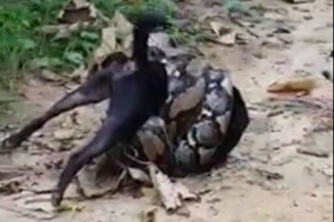 Shocking video of python strangling dog in Thailand emerges online ...