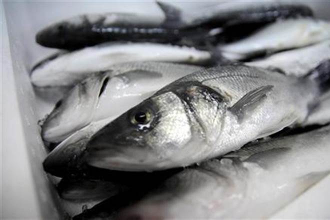 296 kg Goan fish patty sets Guinness World Record - India News | The ...