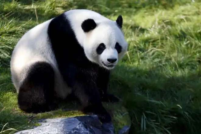 22,000-year-old fossil from China reveals world’s oldest panda DNA ...
