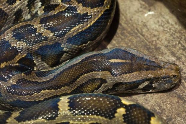 Bizarre! Indonesian woman swallowed by 23-foot-long giant python ...
