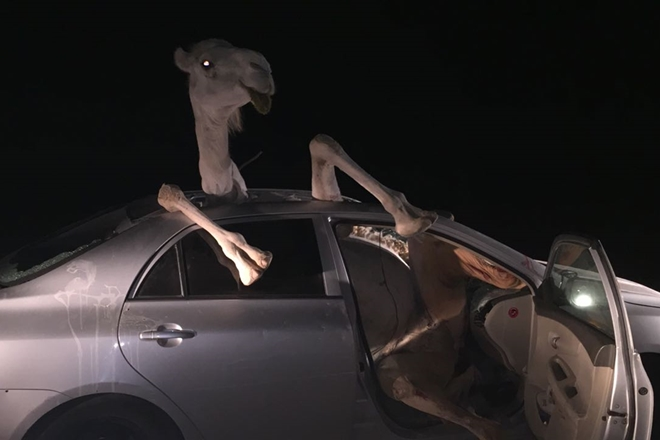 Shocking video! Camel stuck inside a Toyota Corolla after high-speed ...