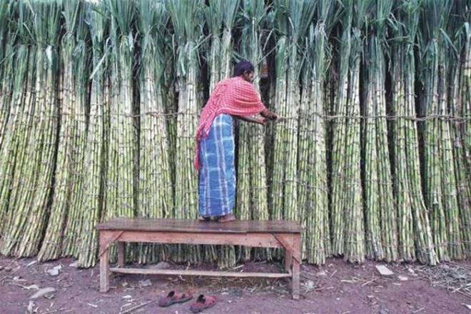 Cane FRP for 2018-19: Tougher premium rule to limit cane price hike ...