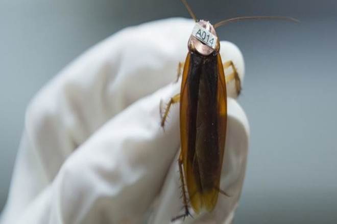 Scientists built a robotic cockroach that can walk on water - Science ...