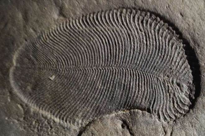 Scientists identify earliest known animal 558 million years ago ...